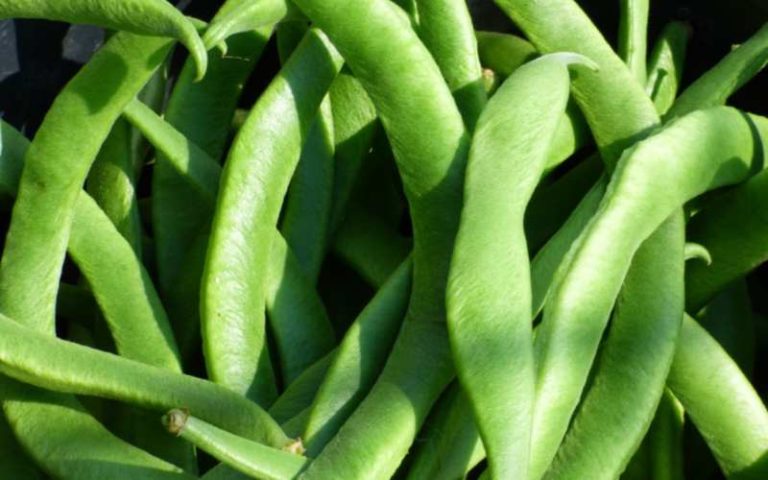 सब्जियों के नाम | Vegetables Name in Hindi - Easy Hindi Vyakaran