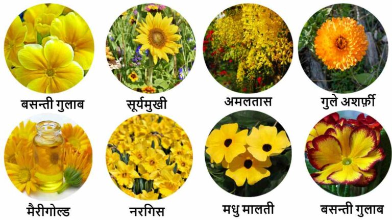 Yellow Flowers Name in Hindi | 20+ पीले फूलों के नाम - Easy Hindi Vyakaran